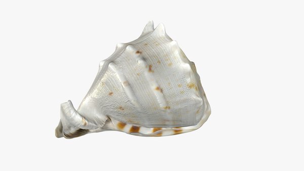 3D Conch Shell - TurboSquid 1770187