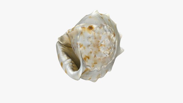 3D Conch Shell - TurboSquid 1770187
