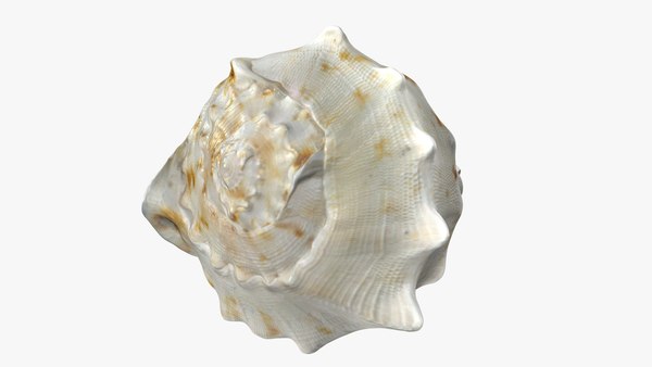 3D Conch Shell - TurboSquid 1770187