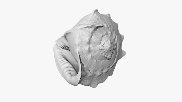 3D Conch Shell - TurboSquid 1770187