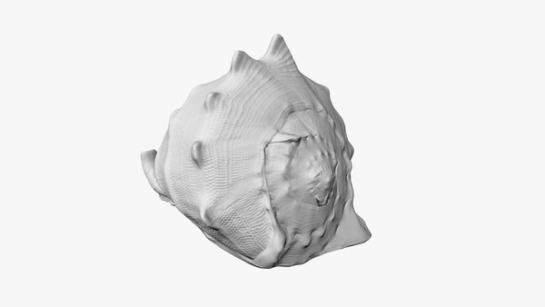 3D Conch Shell - TurboSquid 1770187