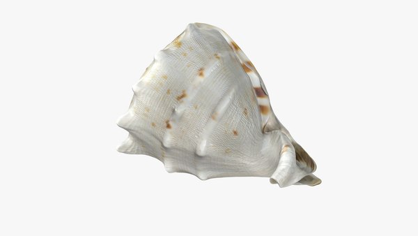 3D Conch Shell - TurboSquid 1770187