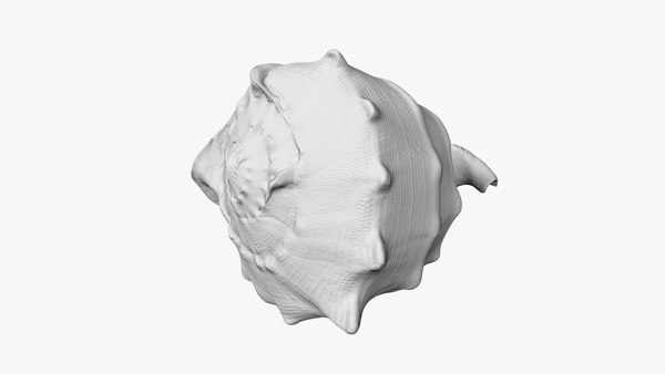 3D Conch Shell - TurboSquid 1770187