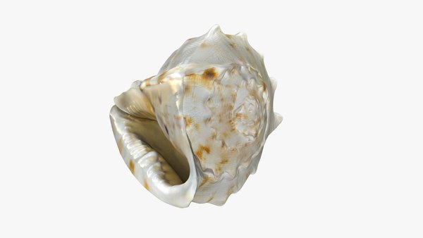 3D Conch Shell - TurboSquid 1770187