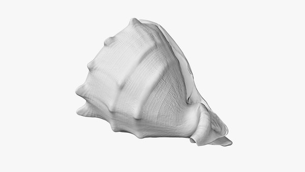 3D Conch Shell - TurboSquid 1770187