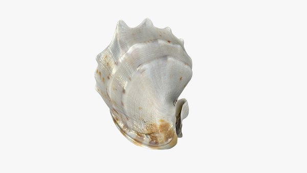 3D Conch Shell - TurboSquid 1770187