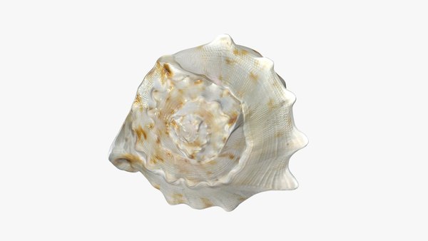 3D Conch Shell - TurboSquid 1770187