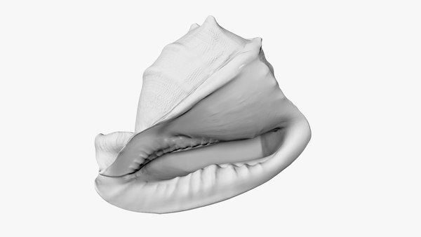 3D Conch Shell - TurboSquid 1770187