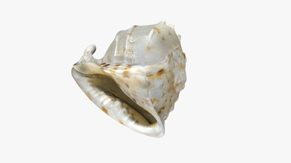 3D Conch Shell - TurboSquid 1770187