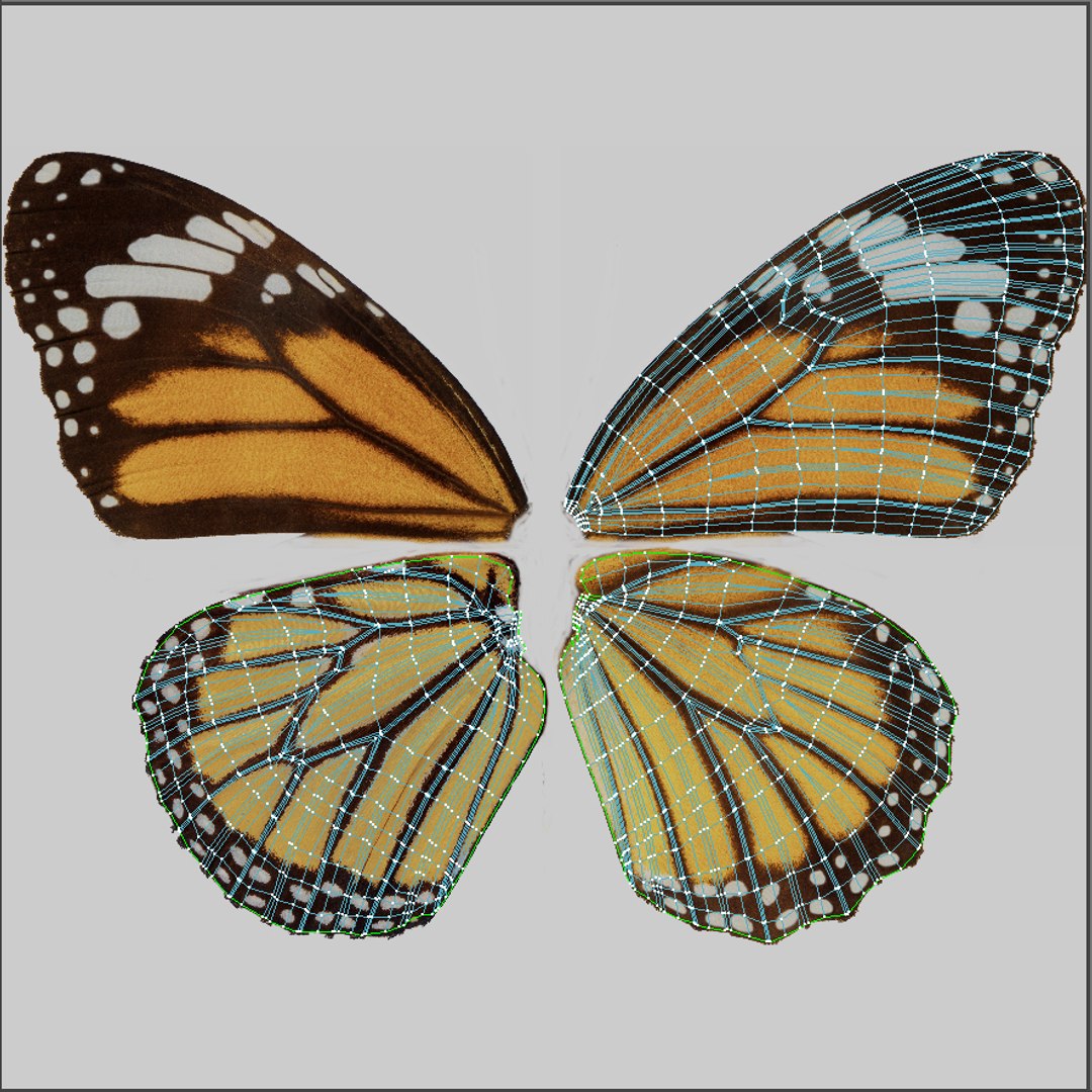 Monarch Butterfly 3D Model | 1142930 | TurboSquid