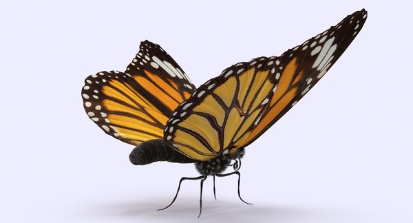 Monarch butterfly 3D model | 1142930 | TurboSquid