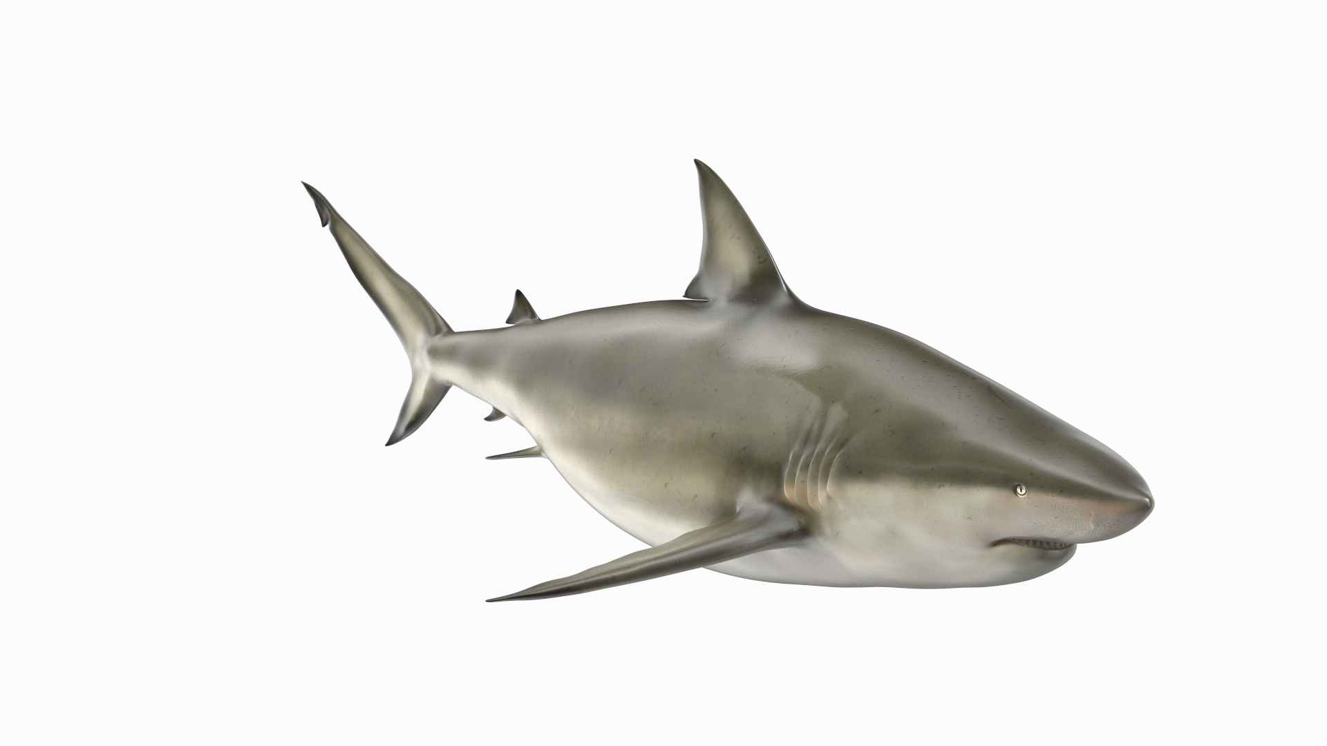3D Java Shark - TurboSquid 2228898