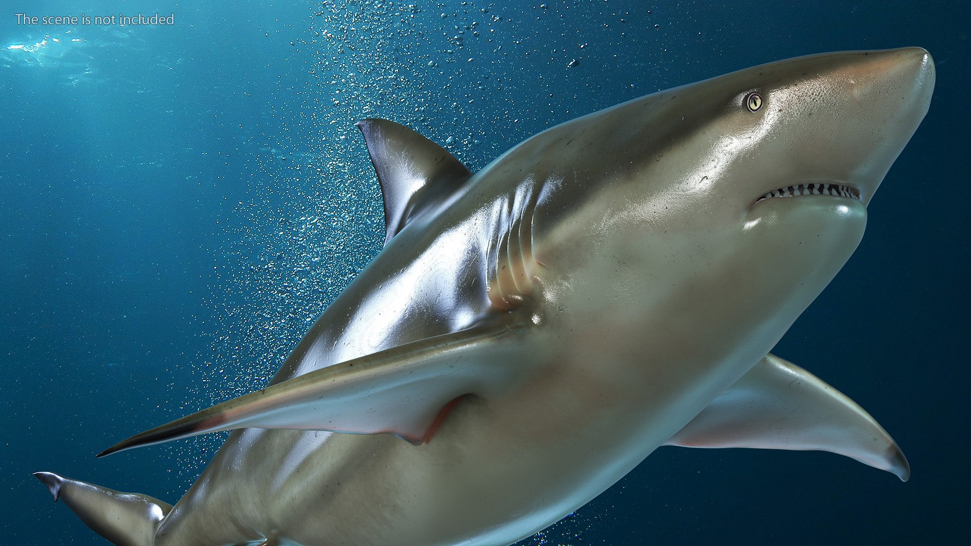 3D Java Shark - TurboSquid 2228898