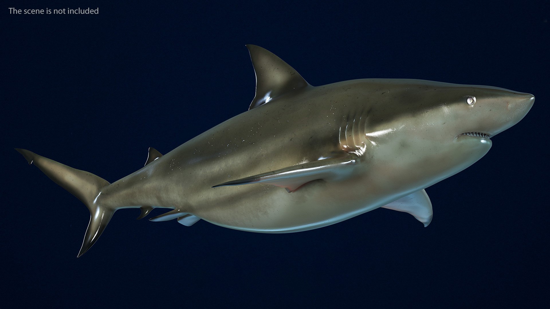 3d Java Shark Turbosquid 2228898
