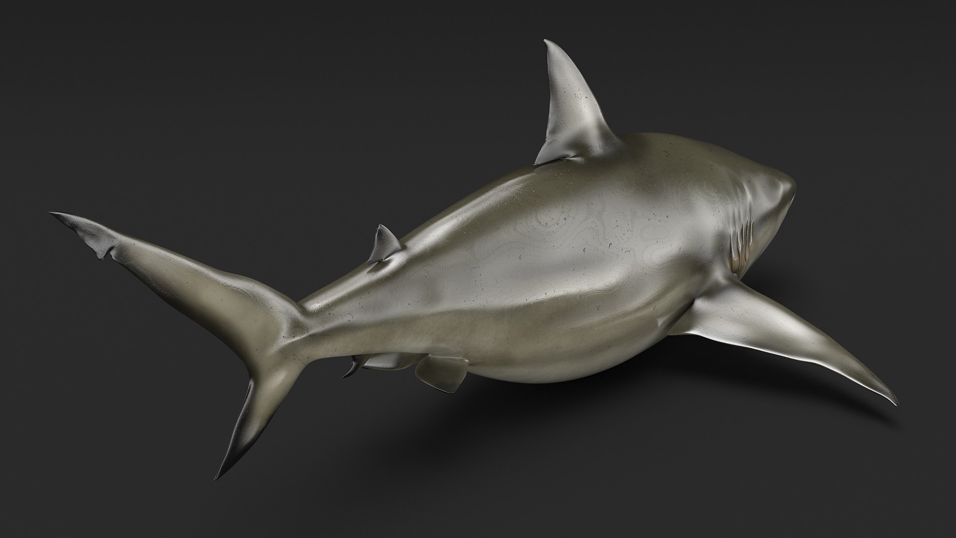 3D Java Shark - TurboSquid 2228898