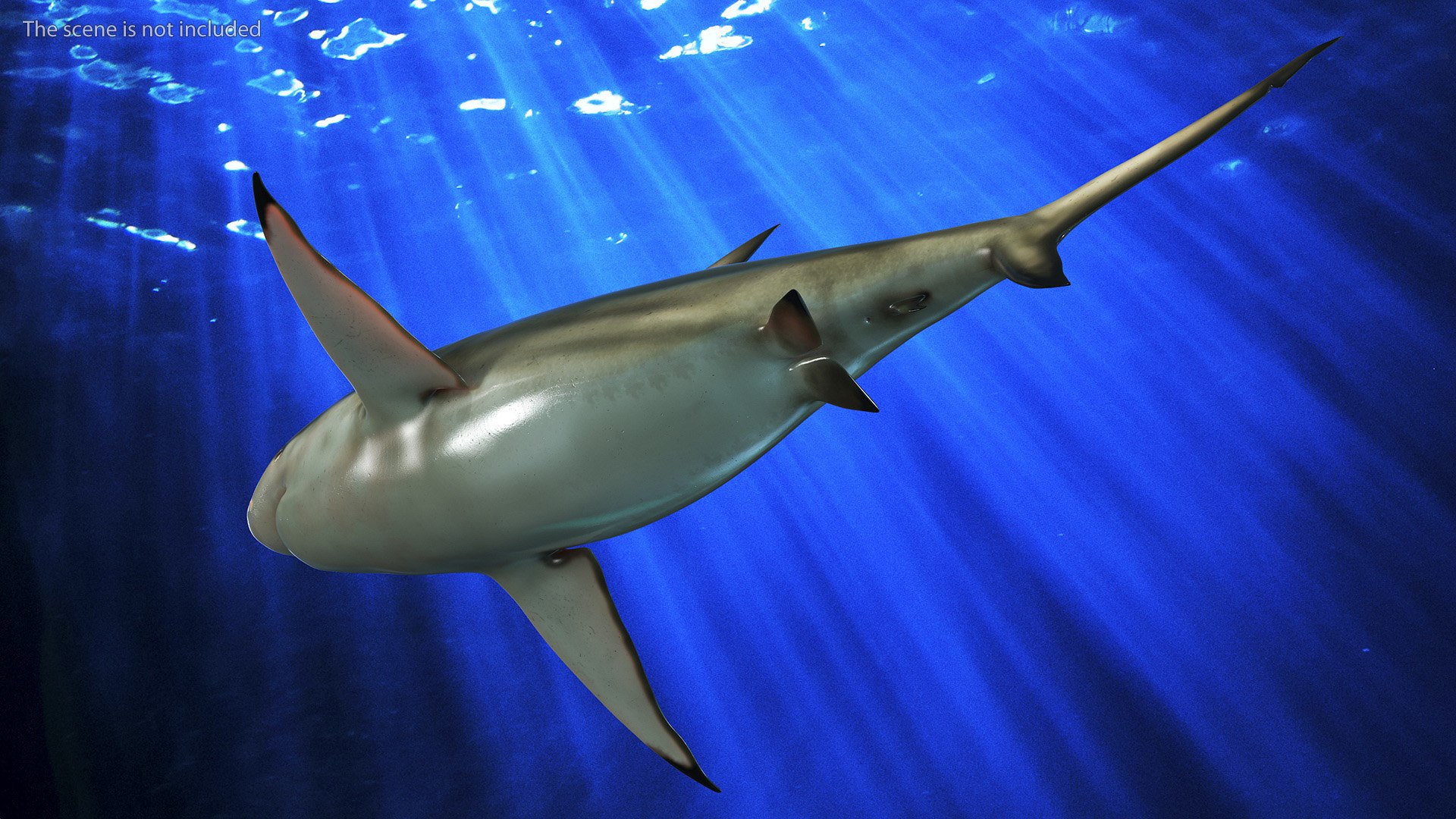 3D Java Shark - TurboSquid 2228898