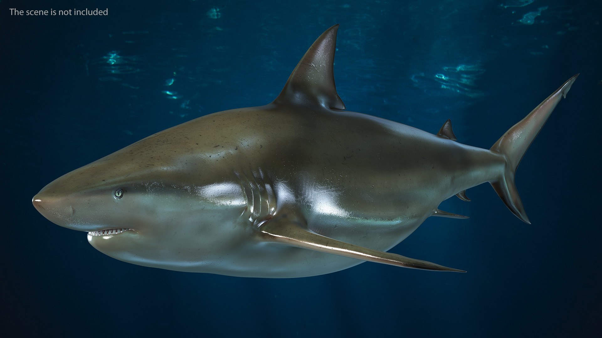 3D Java Shark - TurboSquid 2228898