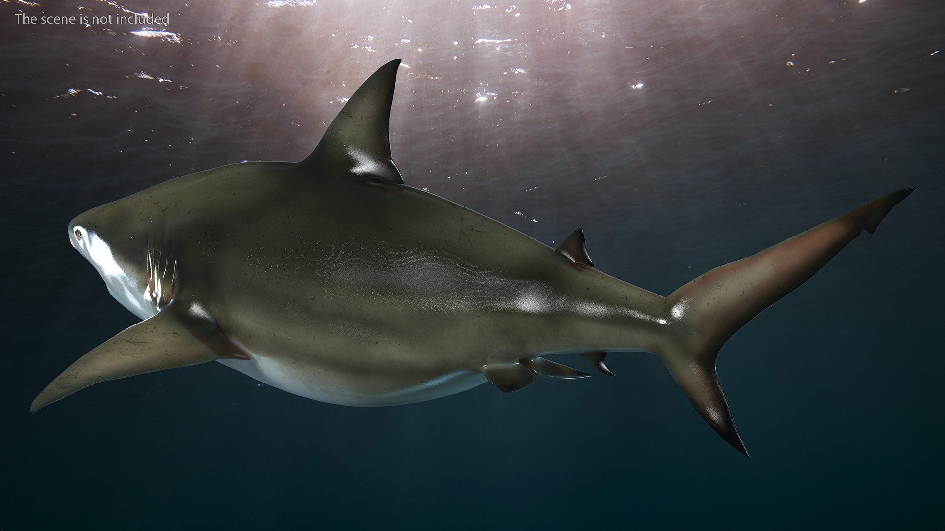 3D Java Shark - TurboSquid 2228898