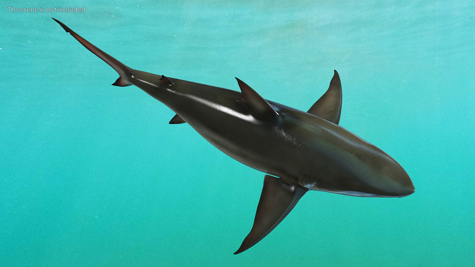 3D Java Shark - TurboSquid 2228898