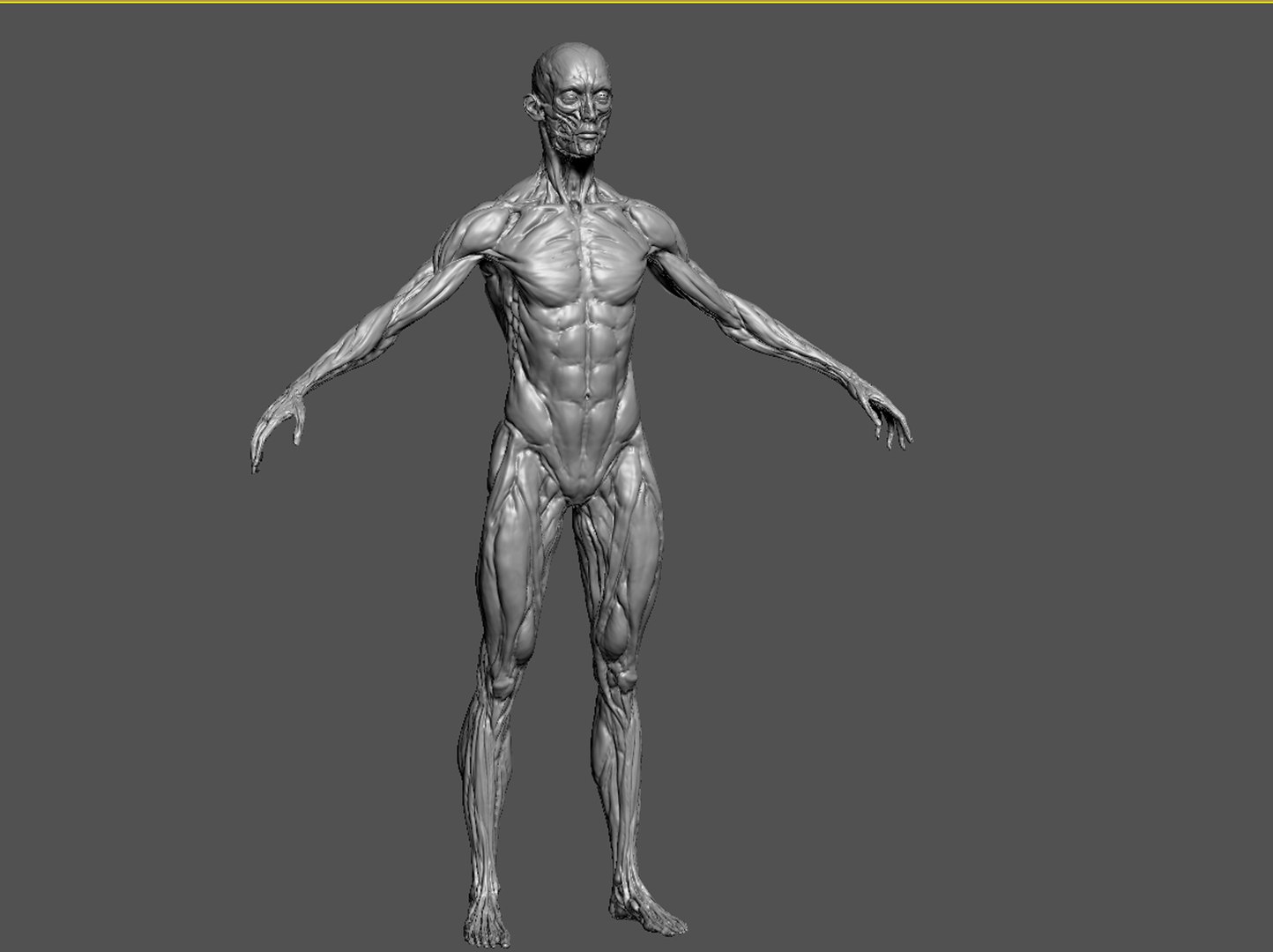 3D Ecorche Anatomy Model - TurboSquid 1859629