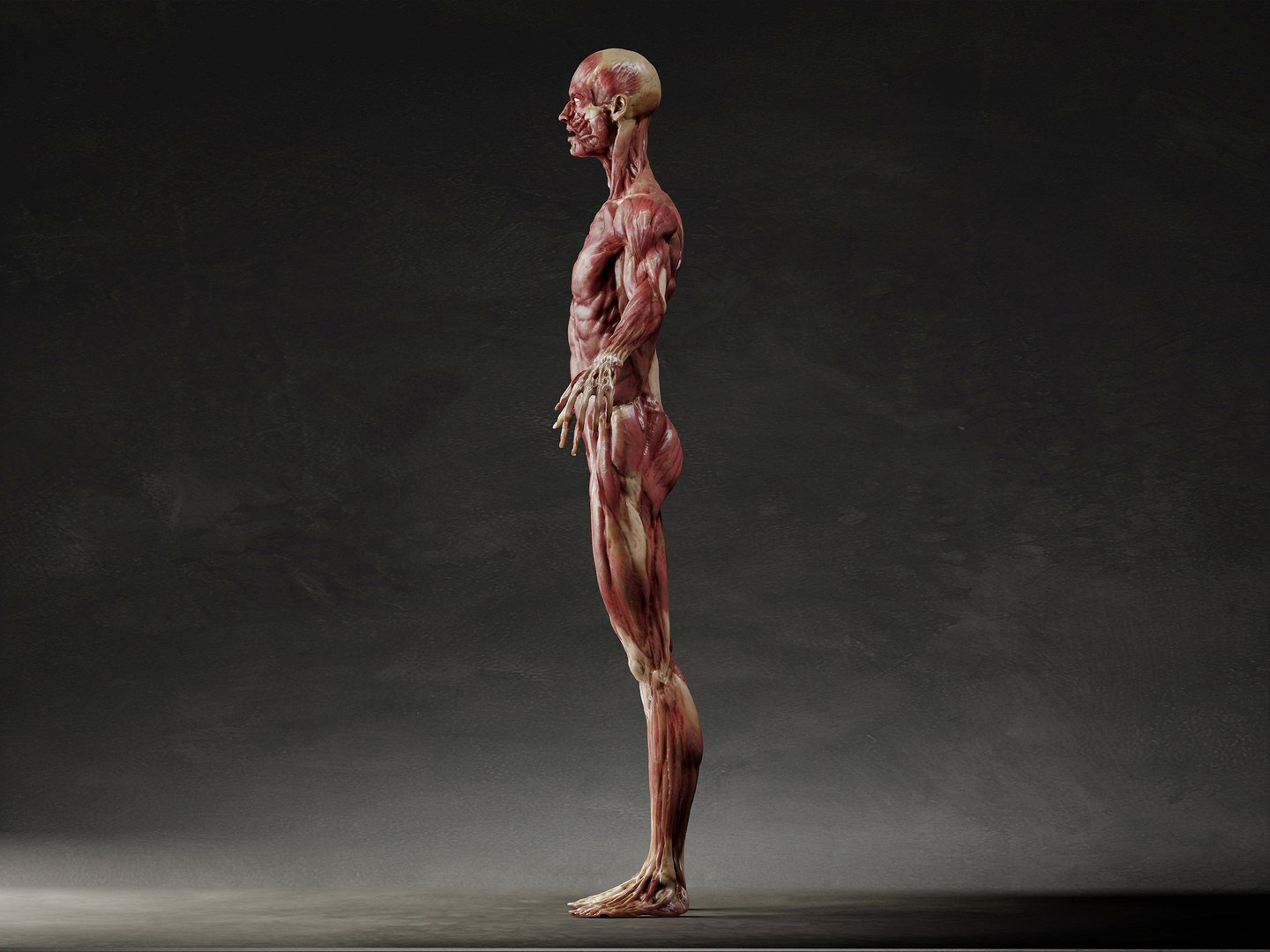3D Ecorche Anatomy Model - TurboSquid 1859629