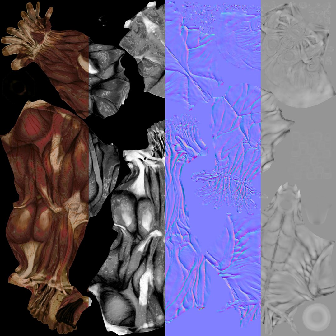 3D Ecorche Anatomy Model - TurboSquid 1859629