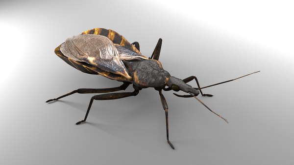 3D cockroach model - TurboSquid 1460171