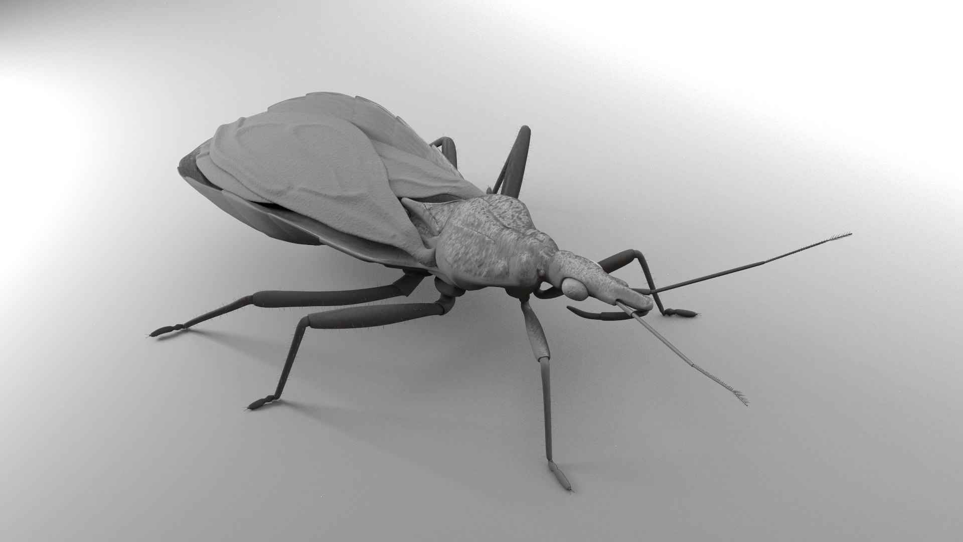 how to draw a kissing bug