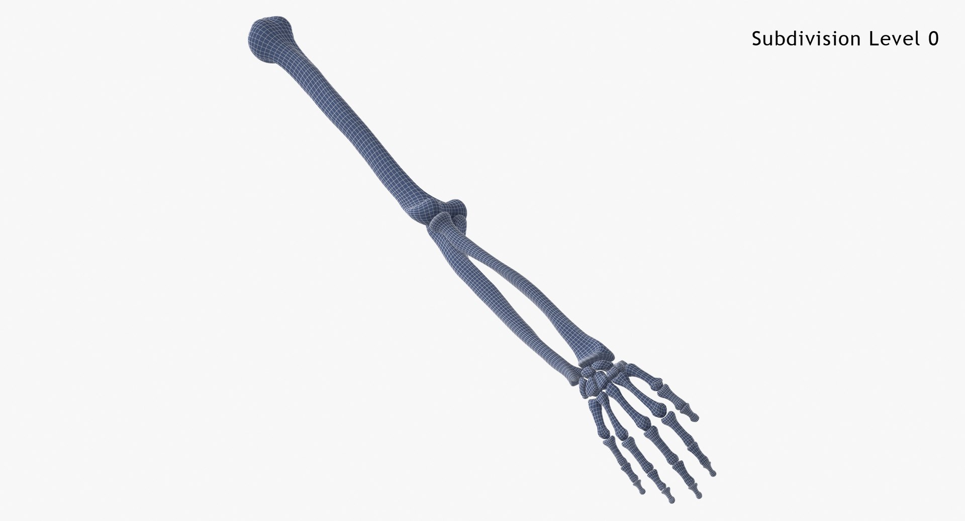 3D real human arm bones hand - TurboSquid 1639898