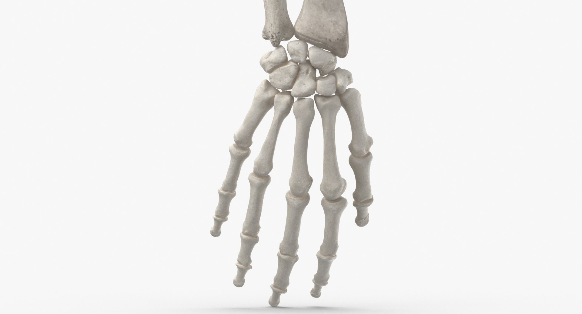 3D real human arm bones hand - TurboSquid 1639898