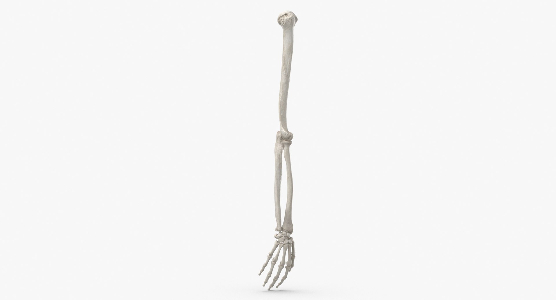 3D real human arm bones hand - TurboSquid 1639898
