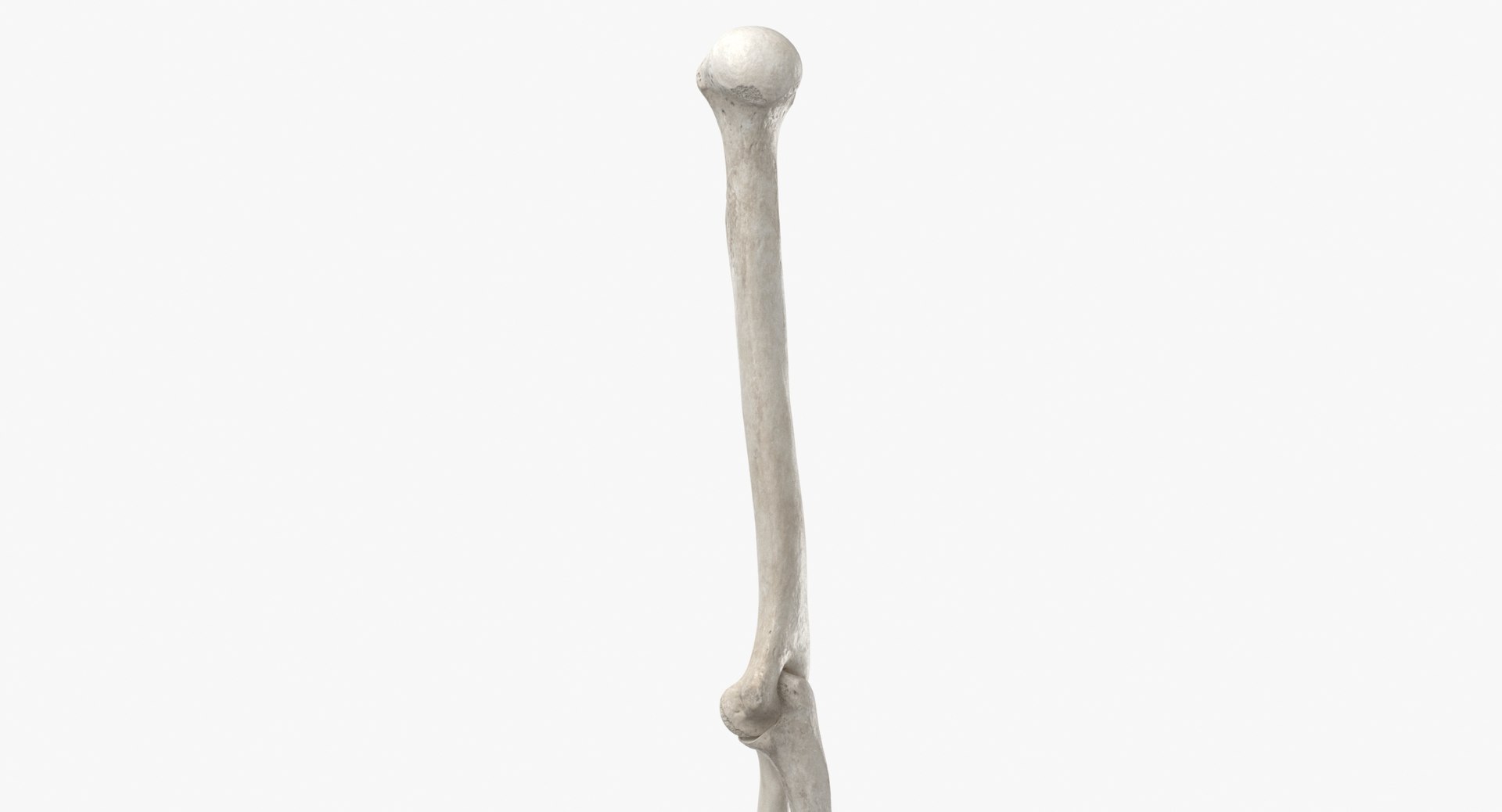 3D real human arm bones hand - TurboSquid 1639898
