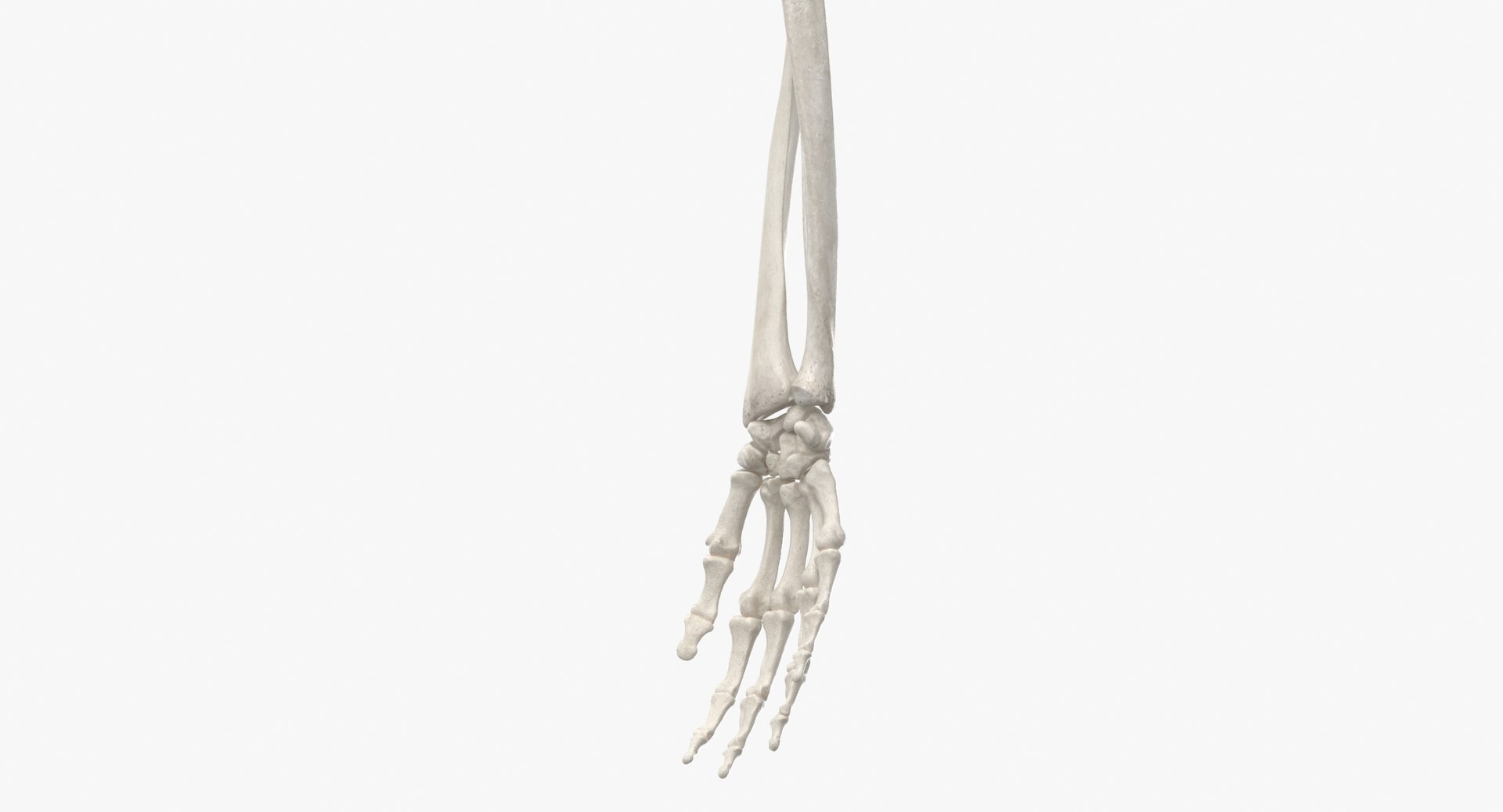 3D real human arm bones hand - TurboSquid 1639898