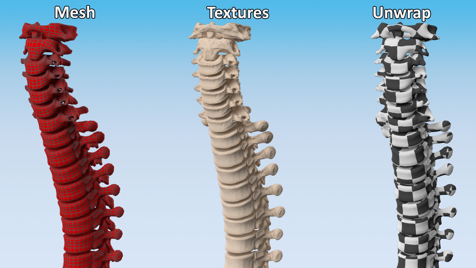 Human Spine Anatomy 3D Model - TurboSquid 2386235