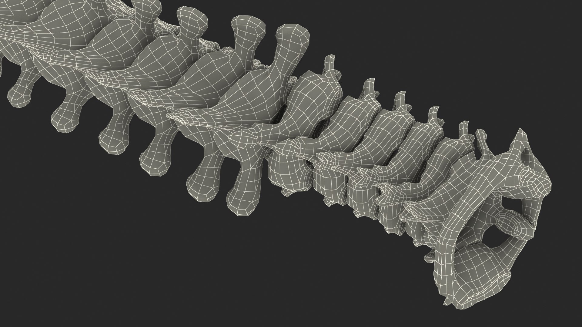Human Spine Anatomy 3D Model - TurboSquid 2386235