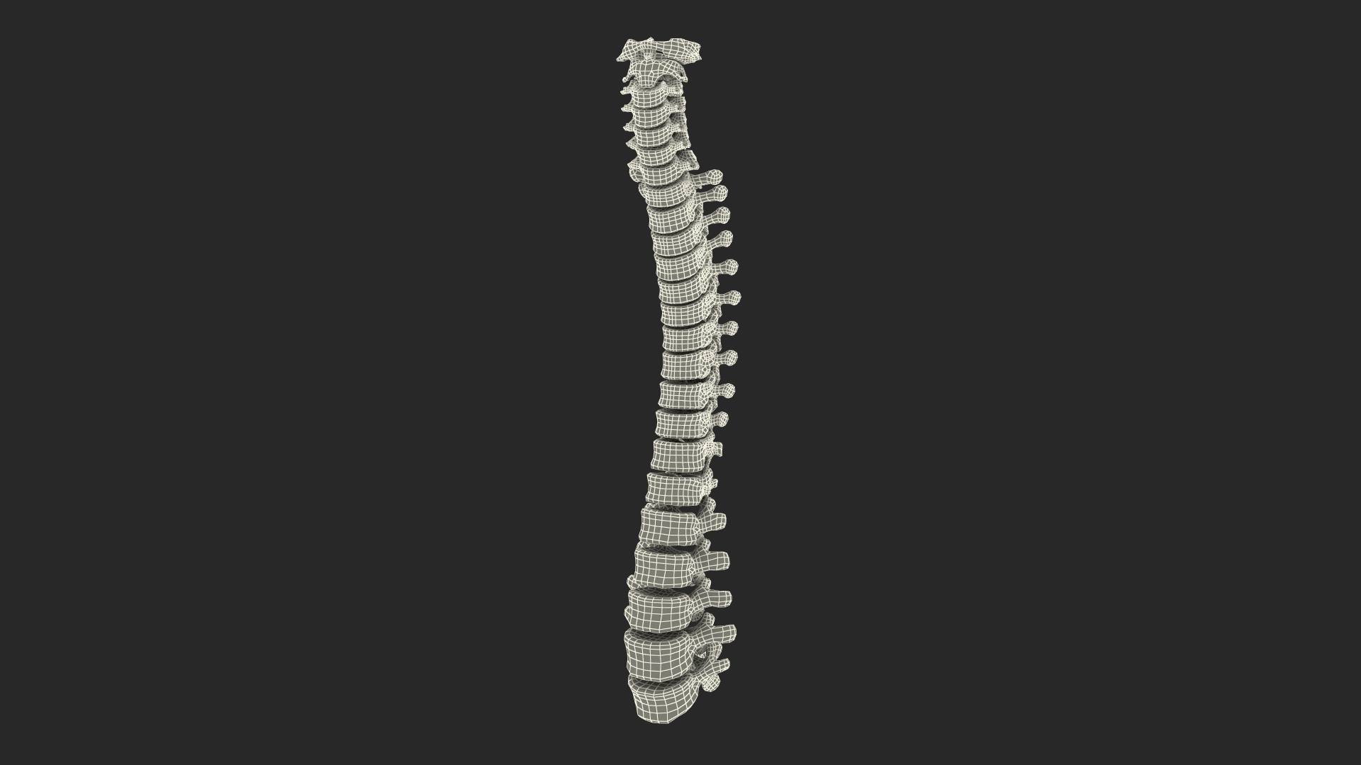 Human Spine Anatomy 3D Model - TurboSquid 2386235