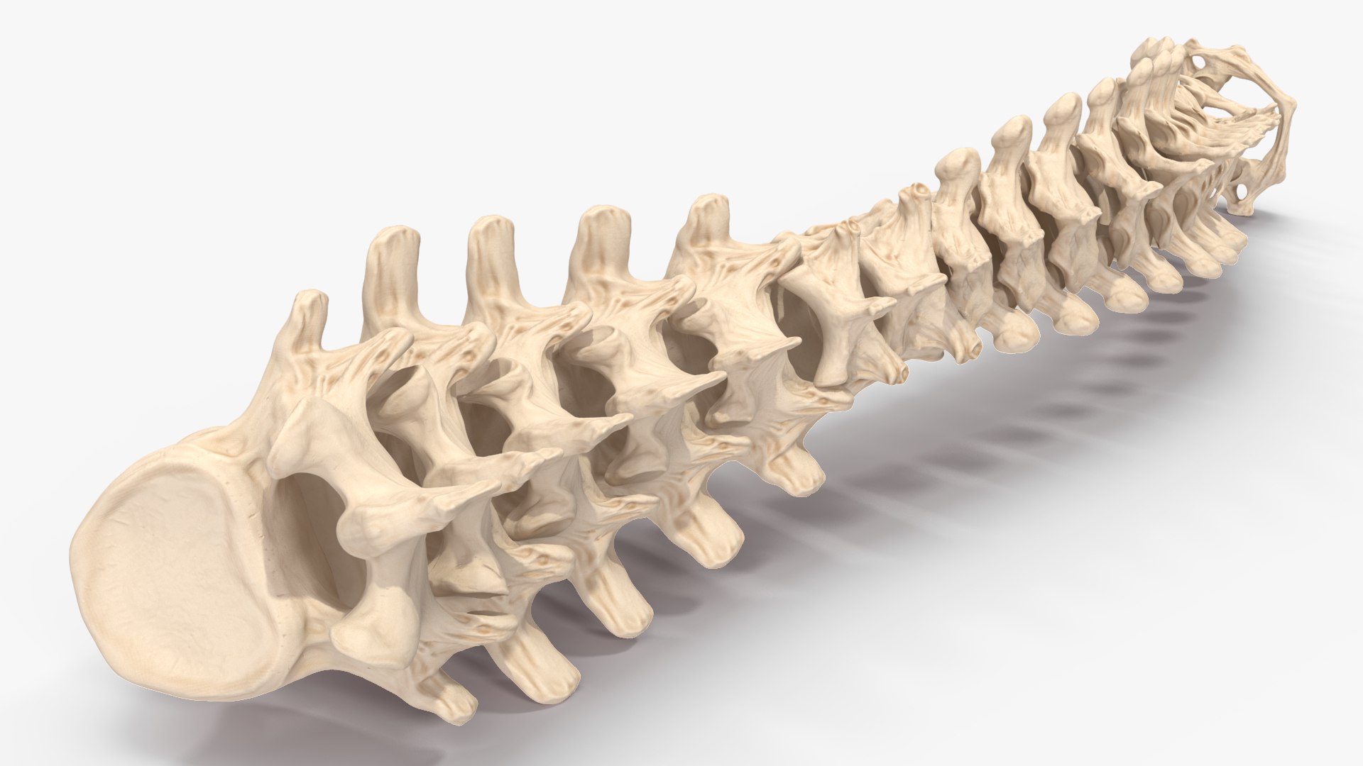 Human Spine Anatomy 3D Model - TurboSquid 2386235