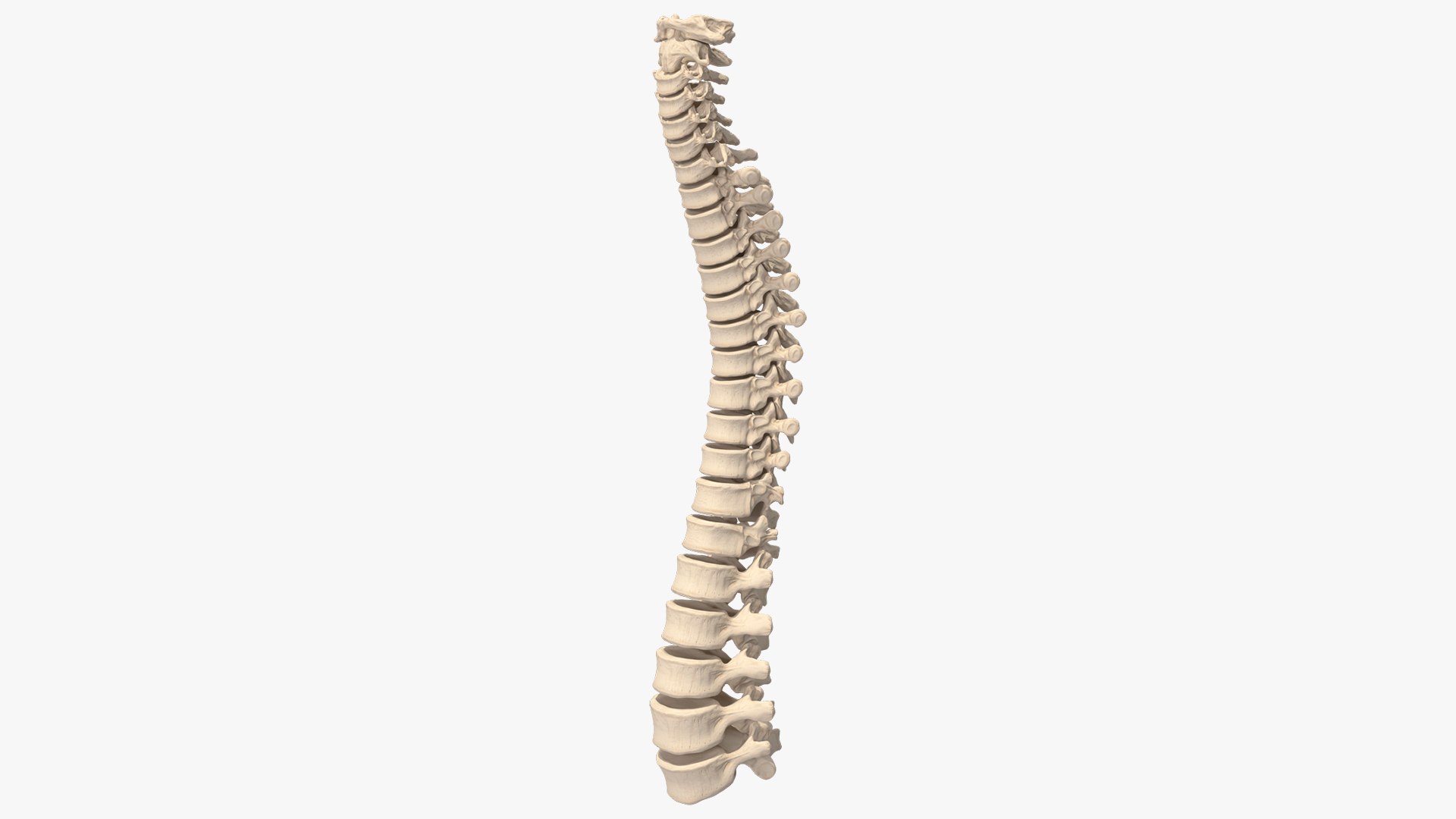 Human Spine Anatomy 3D Model - TurboSquid 2386235