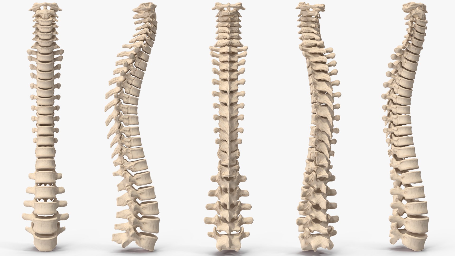 Human Spine Anatomy 3D Model - TurboSquid 2386235