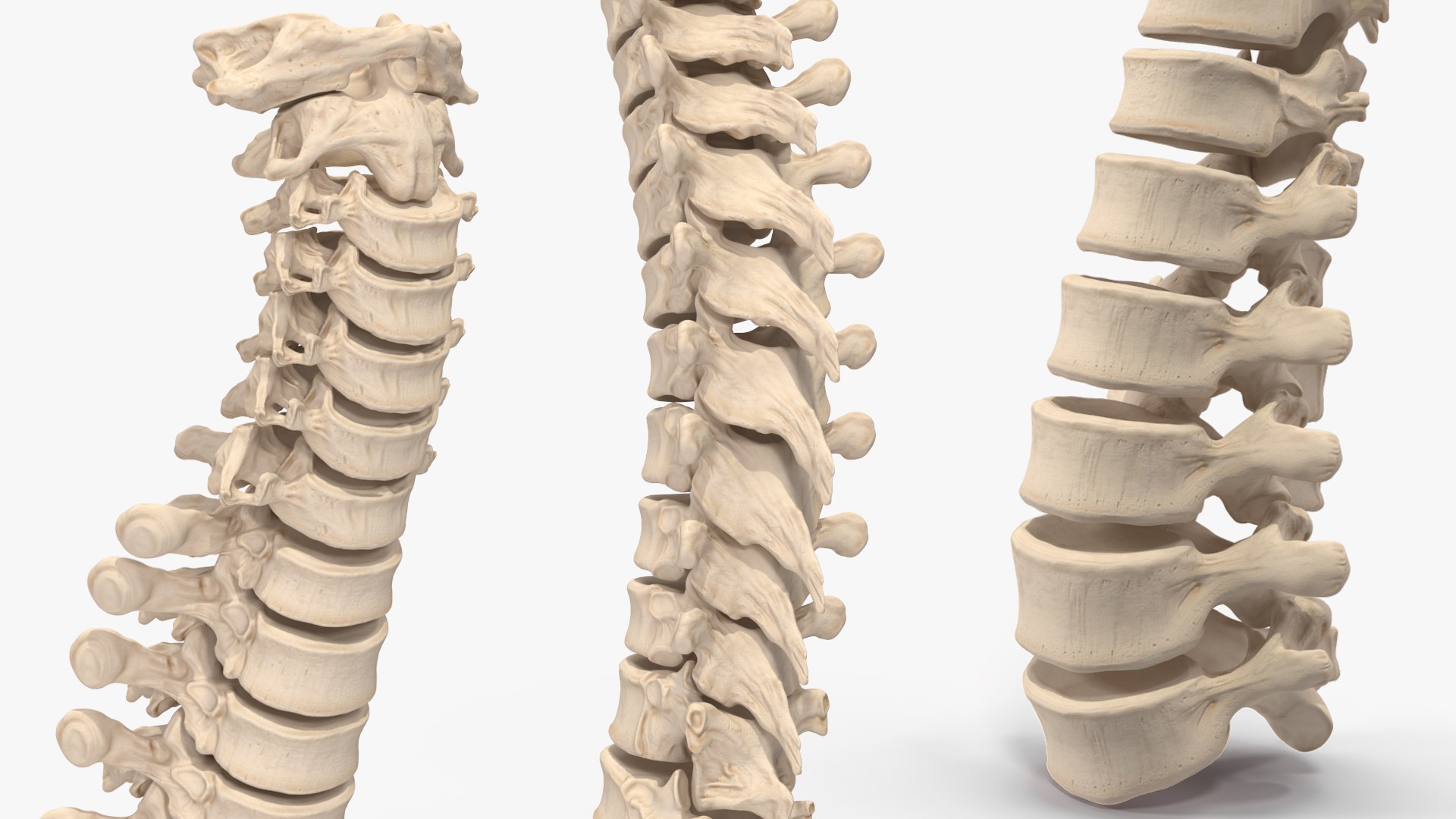 Human Spine Anatomy 3D Model - TurboSquid 2386235