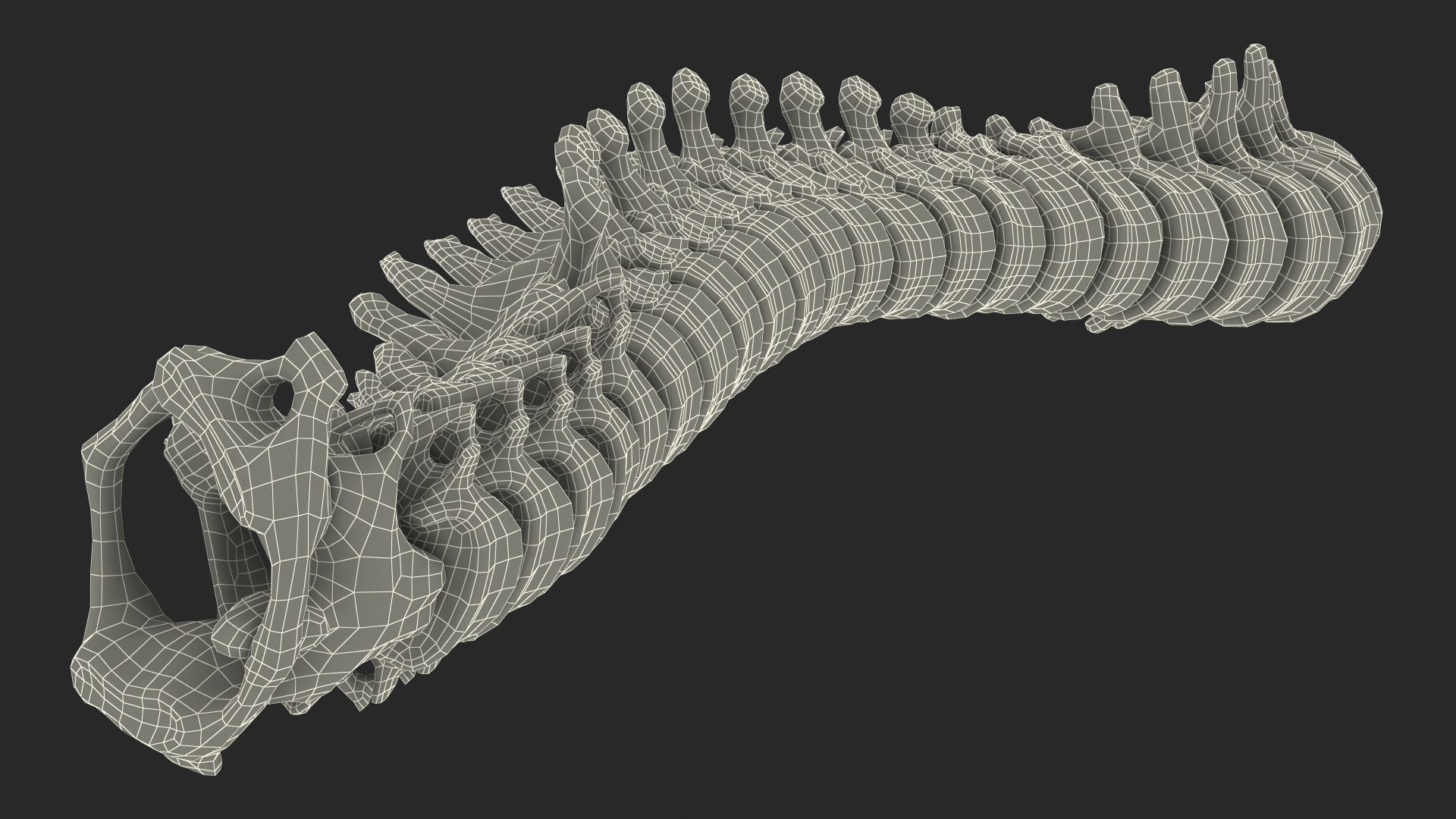 Human Spine Anatomy 3D Model - TurboSquid 2386235