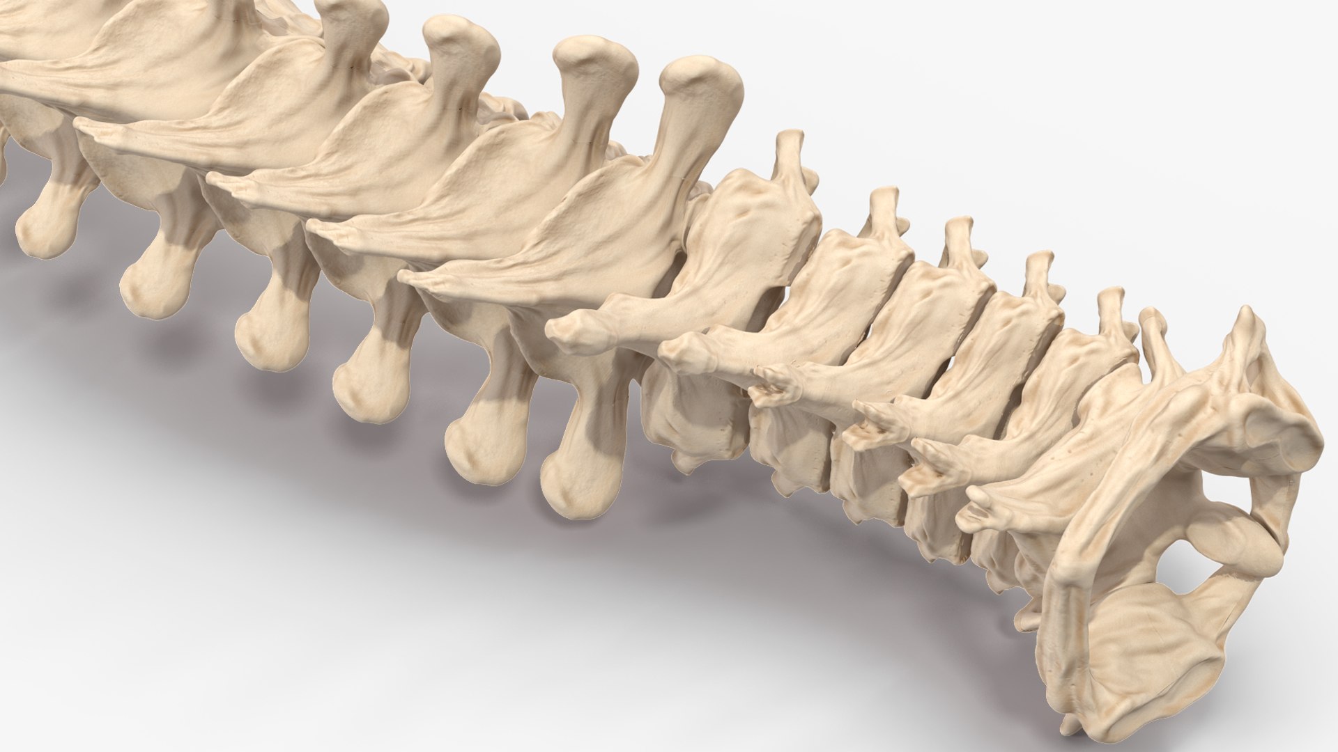 Human Spine Anatomy 3D Model - TurboSquid 2386235