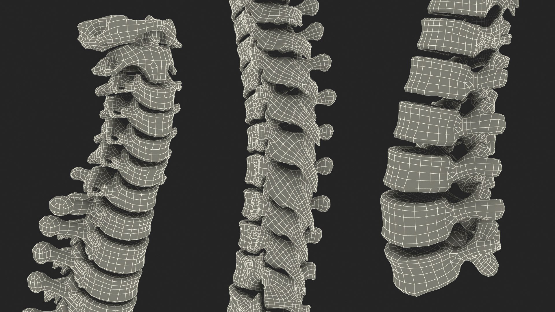 Human Spine Anatomy 3D Model - TurboSquid 2386235