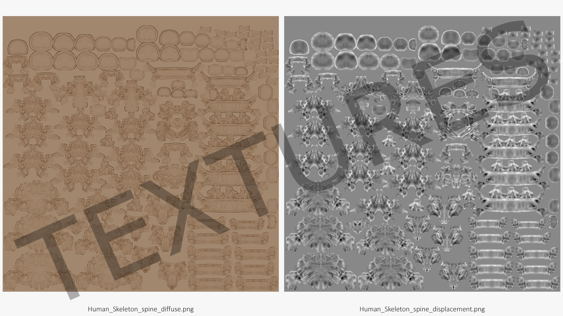 Human Spine Anatomy 3D Model - TurboSquid 2386235