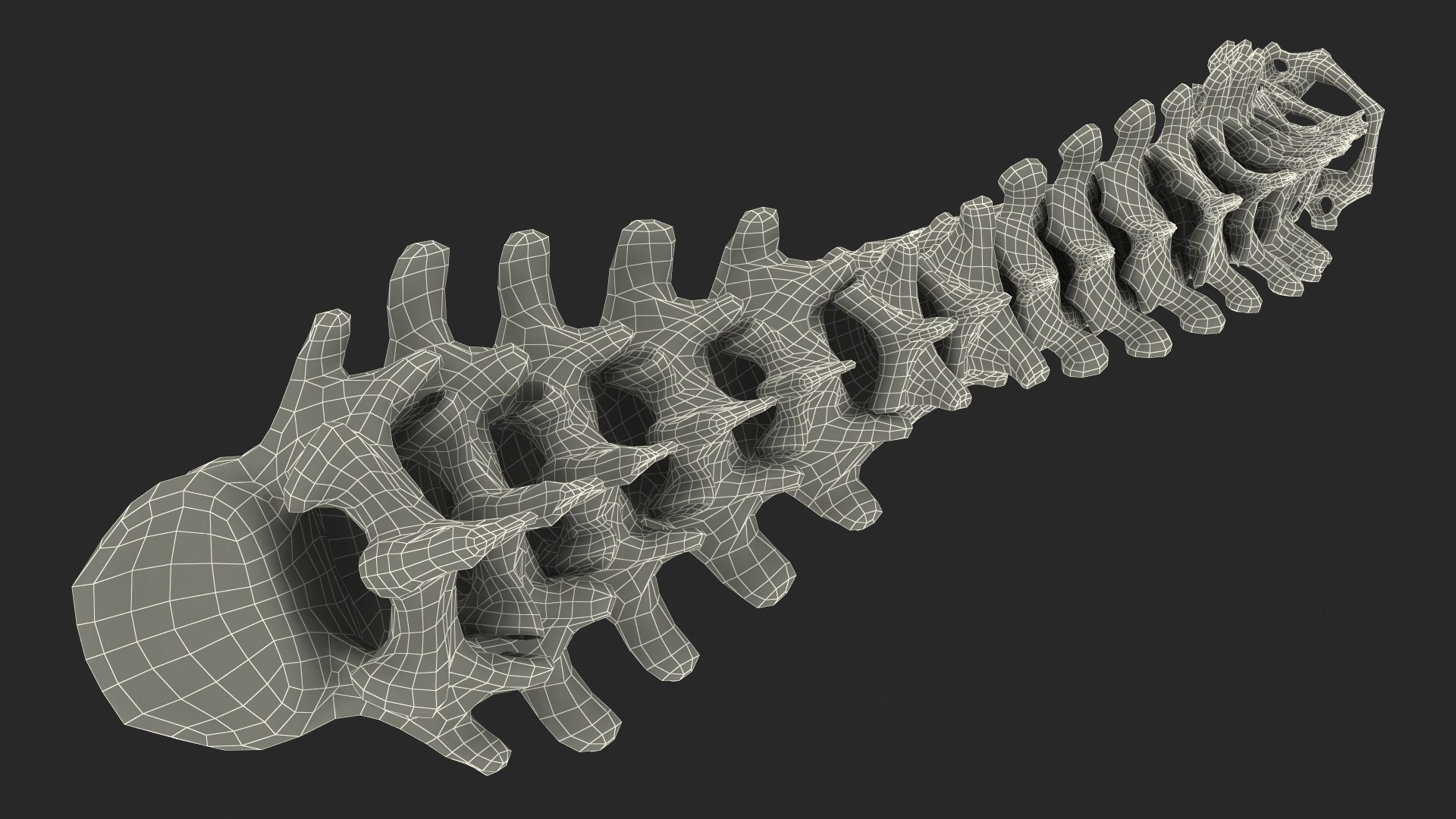 Human Spine Anatomy 3D Model - TurboSquid 2386235