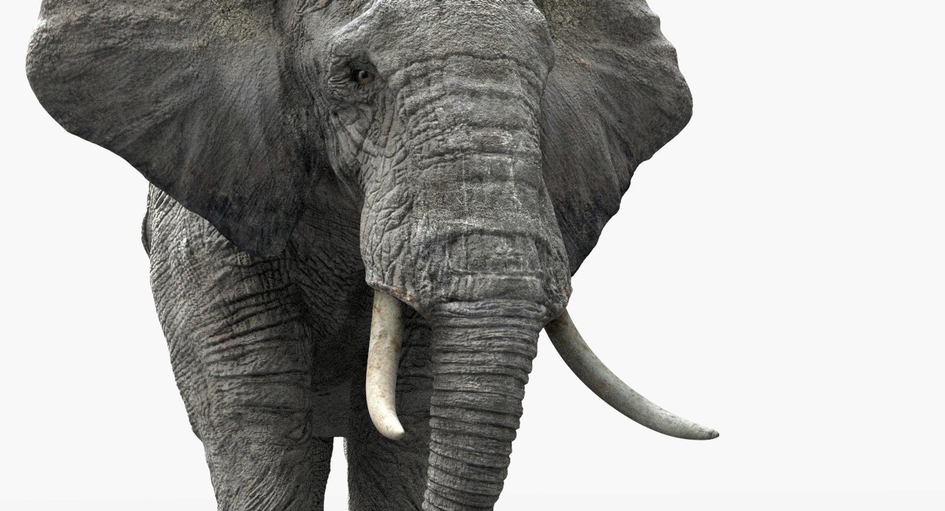 Fbx Elephant Africa