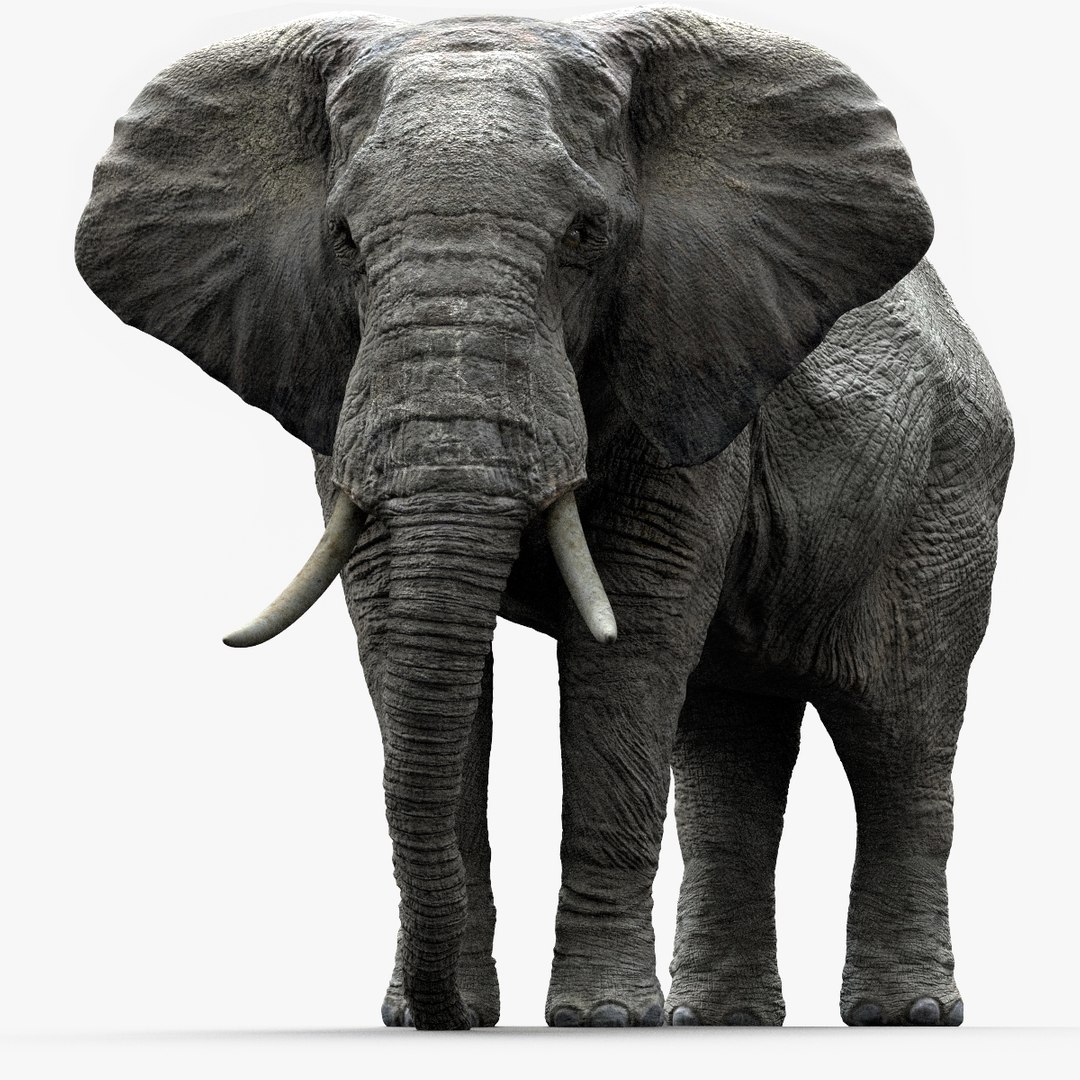 fbx elephant africa