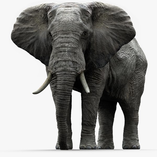elephant rigged 3d fbx