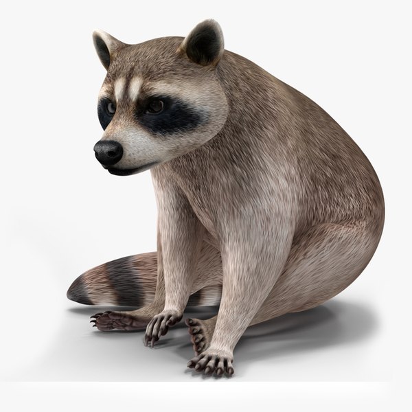 modelo 3d Mapache preparado para Cinema 4D - TurboSquid 1882950