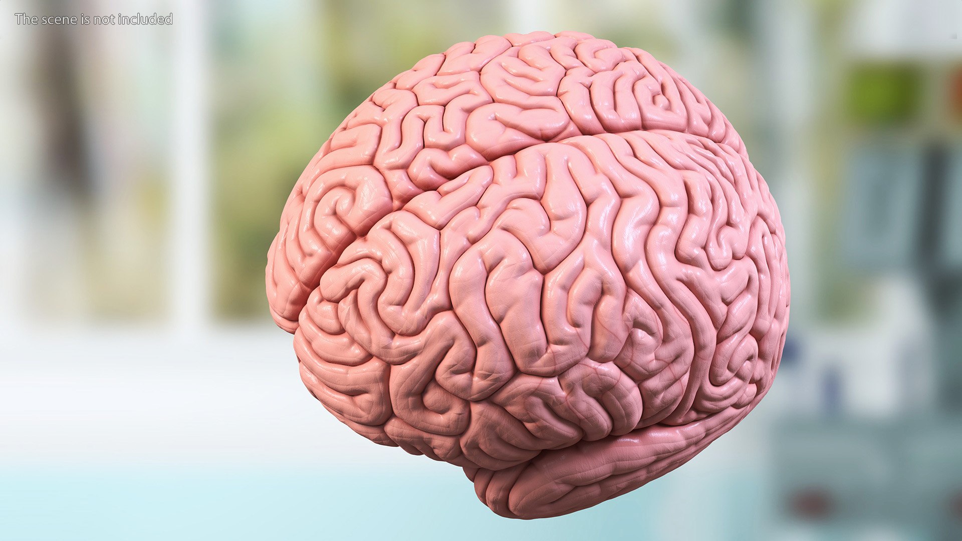 Human Brain Plastic Model 3D - TurboSquid 2268842